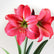 Pink Amaryllis Bulbs For Sale Online | Amaryllis Pink Flush – Easy To ...