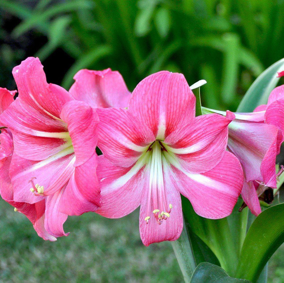 Amaryllis Bulbs for Sale – Easy To Grow Bulbs