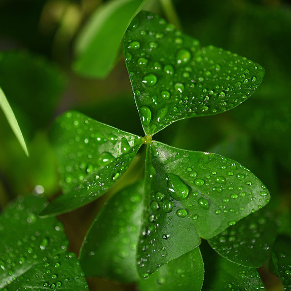 Gorgeous Multi-Colored Oxalis Shamrock Bulbs For Sale – Easy To Grow Bulbs