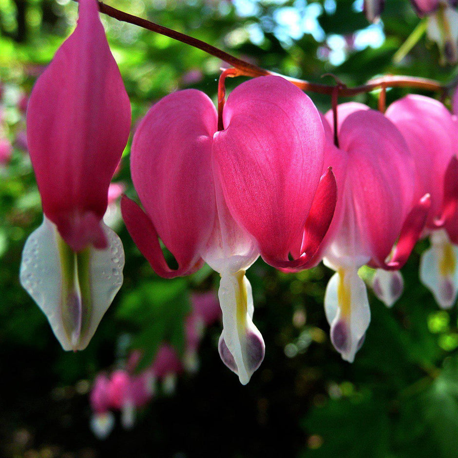 Bleeding Hearts (Dicentra) – Easy To Grow Bulbs