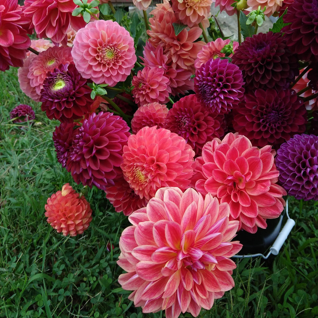 Dahlia Bulbs For Sale - Easy To Grow Bulbs