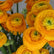 Golden Italian Ranunculus Bulbs for Sale | Elegance Giallo – Easy To ...