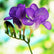 Purple Freesia Bulbs For Sale | Single Blue (Fragrant) – Easy To Grow Bulbs