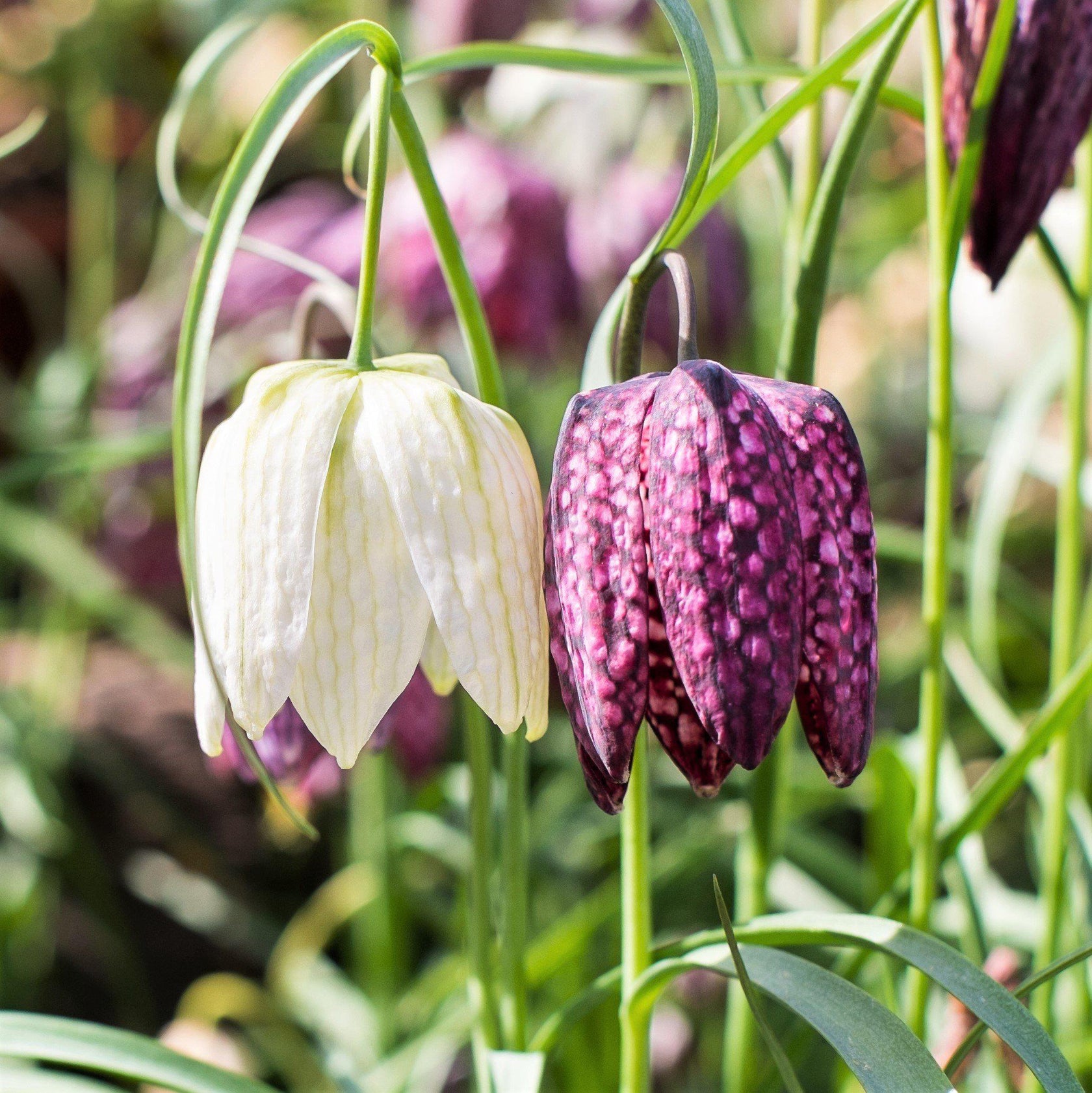 Purple & White Fritillaria Bulbs for Sale Online | Checkmate Mix – Easy ...