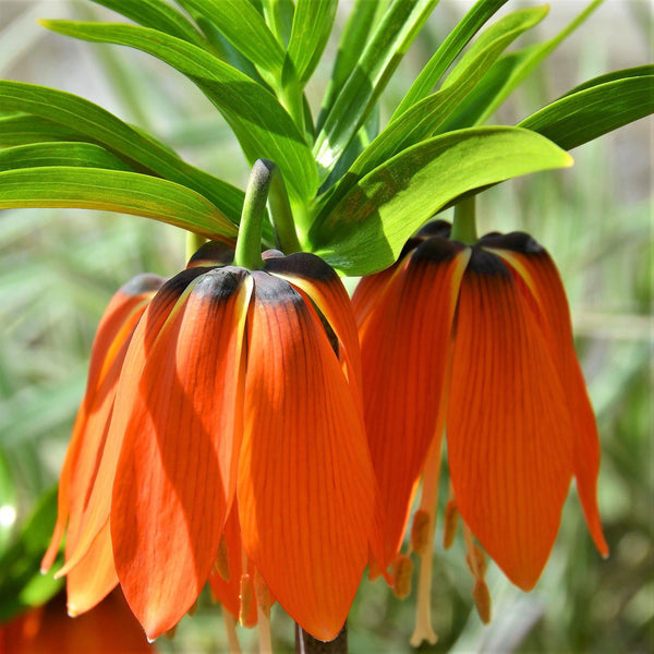 Orange Fritillaria Bulbs for Sale Online | Crown Imperial Aurora – Easy ...