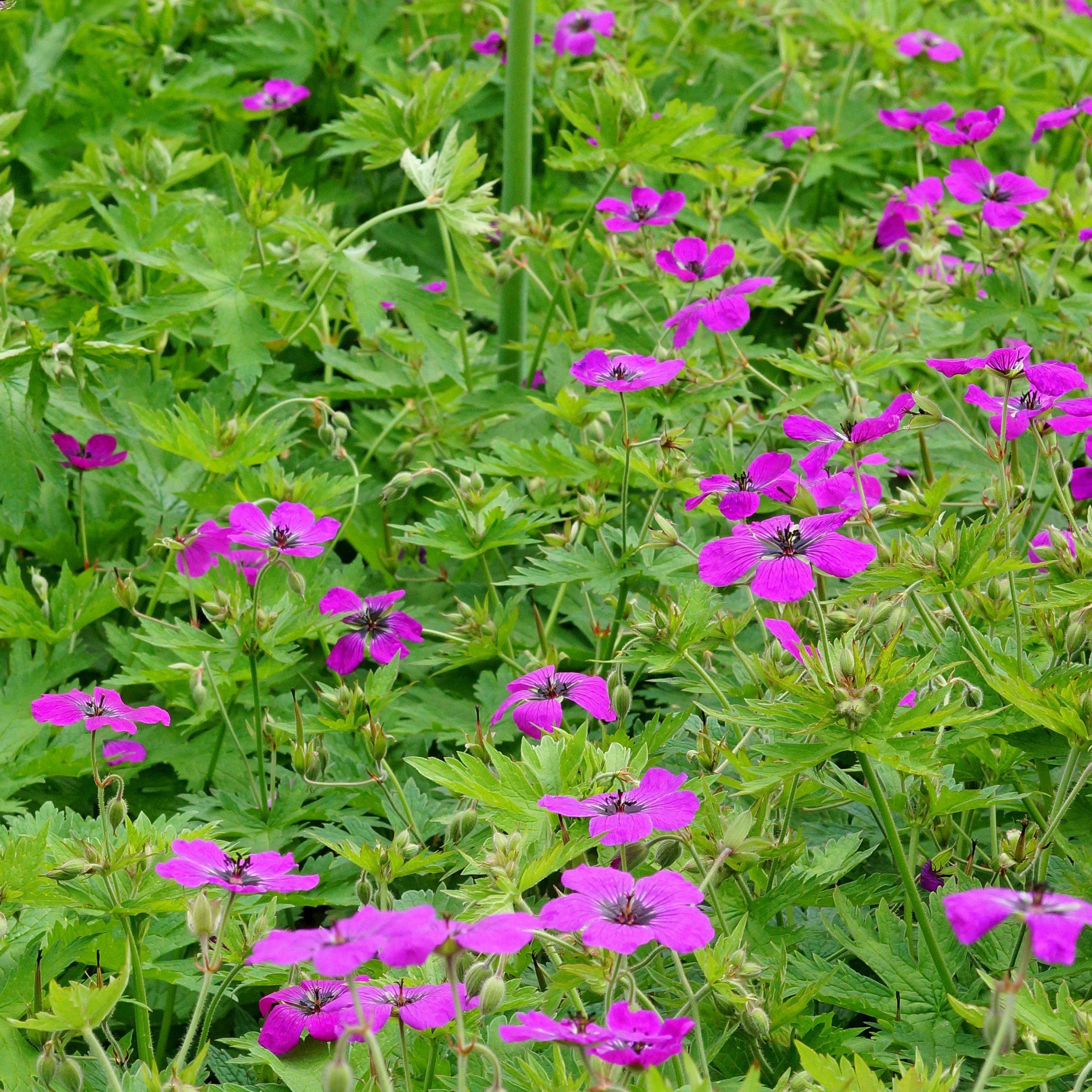 Fuchsia Geranium Bare Root Perennial Plants for Sale | Patricia – Easy ...