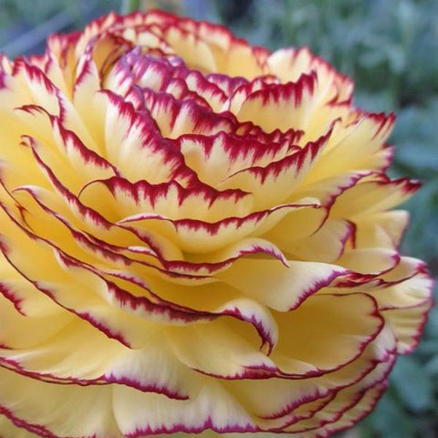 Buy Italian Ranunculus Online – Easy To Grow Bulbs
