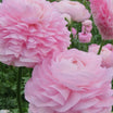 Pink Italian Ranunculus Bulbs for Sale | Elegance Rose Chiaro – Easy To ...