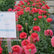 Bold Pink Italian Ranunculus Bulbs for Sale | Success Fragolino – Easy ...
