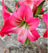 Pink Amaryllis Bulbs For Sale Online | Amaryllis Pink Flush – Easy To ...