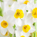 Paperwhite Wintersun - Yellow Cup Paperwhites – Easy To Grow Bulbs
