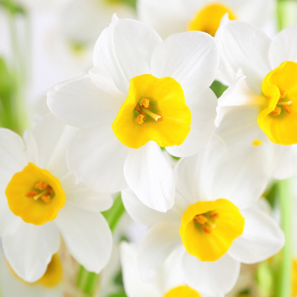 Paperwhite Wintersun - Yellow Cup Paperwhites – Easy To Grow Bulbs