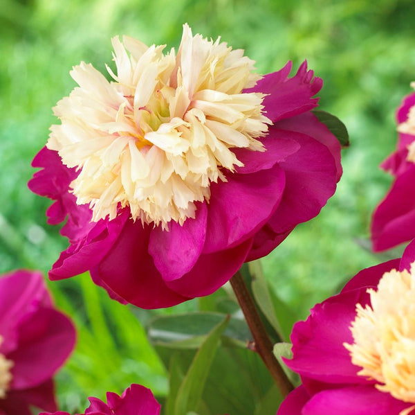 Long-Lived Peony Bulbs For Sale Online | (Fragrant) – Easy To Grow Bulbs