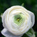Tecolote Ranunculus White Bulbs For Sale | White Ranunculus – Easy To ...