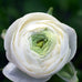 Tecolote Ranunculus White Bulbs For Sale | White Ranunculus – Easy To ...