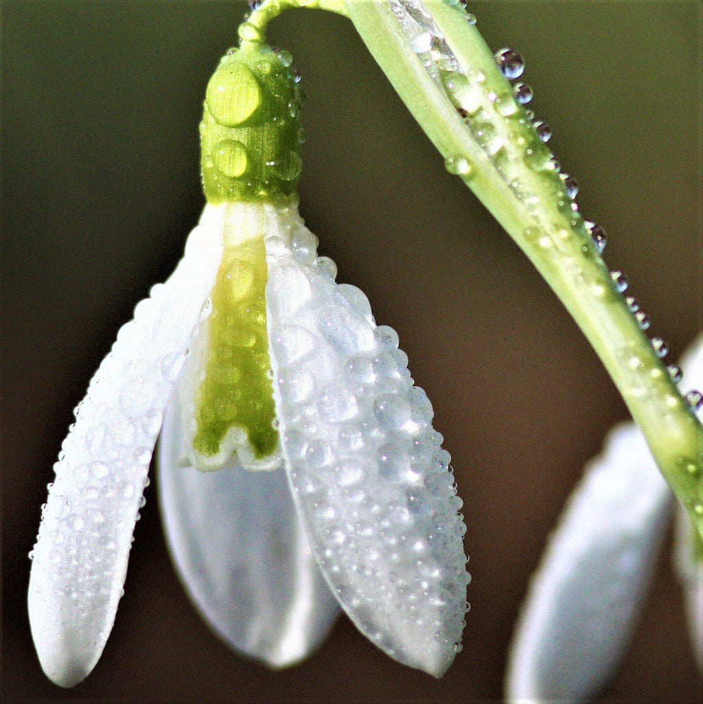 Snowdrop (Galanthus) Bulbs for Sale – Easy To Grow Bulbs