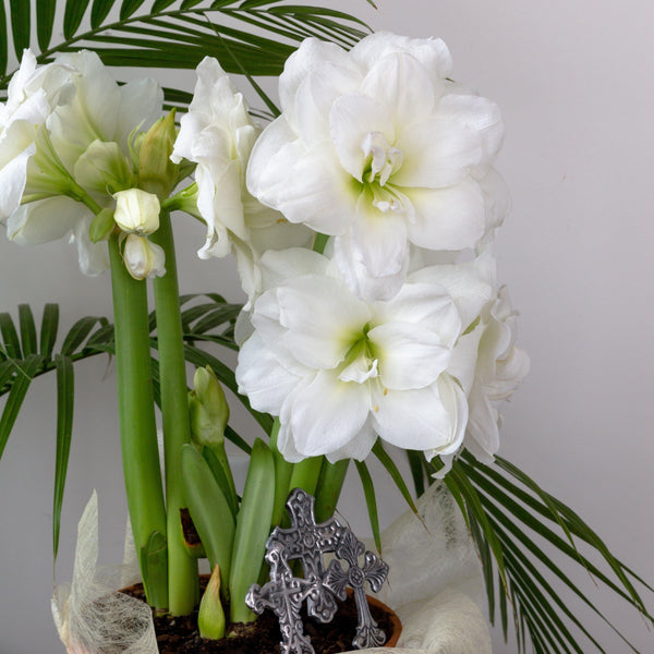 White Amaryllis Bulbs For Sale Online | Amaryllis Snow Drift – Easy To ...