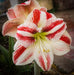 Candy Cane Amaryllis Bulbs For Sale Online | Amaryllis Clown – Easy To ...