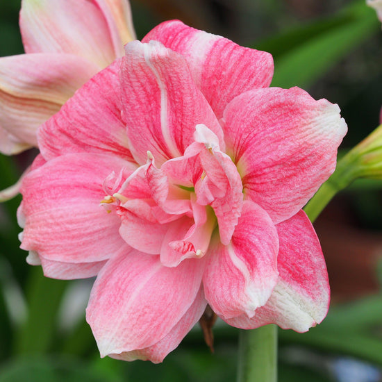 Beautiful Pink Amaryllis Bulbs for Sale Online | Sweet Nymph – Easy To ...