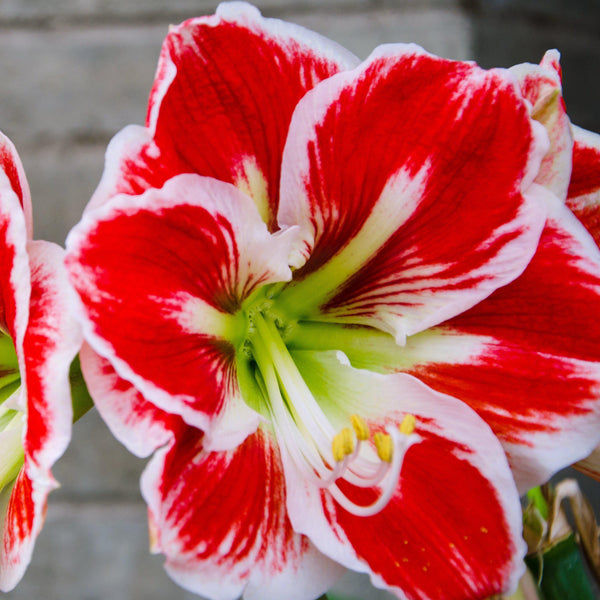 Red Big Bloom Amaryllis Bulbs For Sale | Amaryllis Samba – Easy To Grow ...