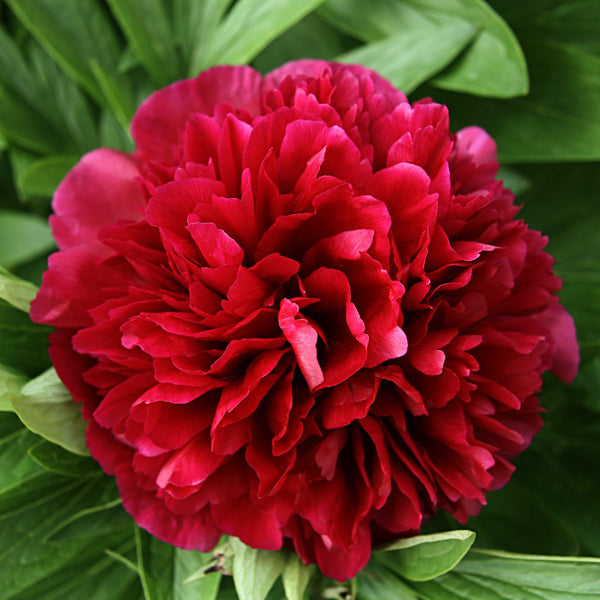 How to Plant Peony Bareroots - Peonies Care Guide – Easy To Grow Bulbs