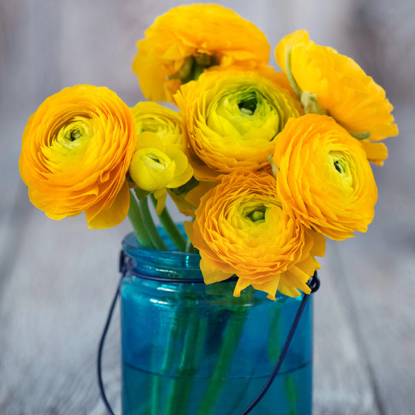 Brilliant Yellow Tecolote® Ranunculus Bulbs for Sale | Yellow – Easy To ...