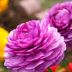 Ranunculus Purple Bulbs For Sale | Purple Ranunculus – Easy To Grow Bulbs