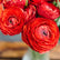 Tecolote Ranunculus Red Bulbs For Sale | Red Ranunculus – Easy To Grow ...