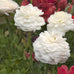 Tecolote Ranunculus White Bulbs For Sale | White Ranunculus – Easy To ...