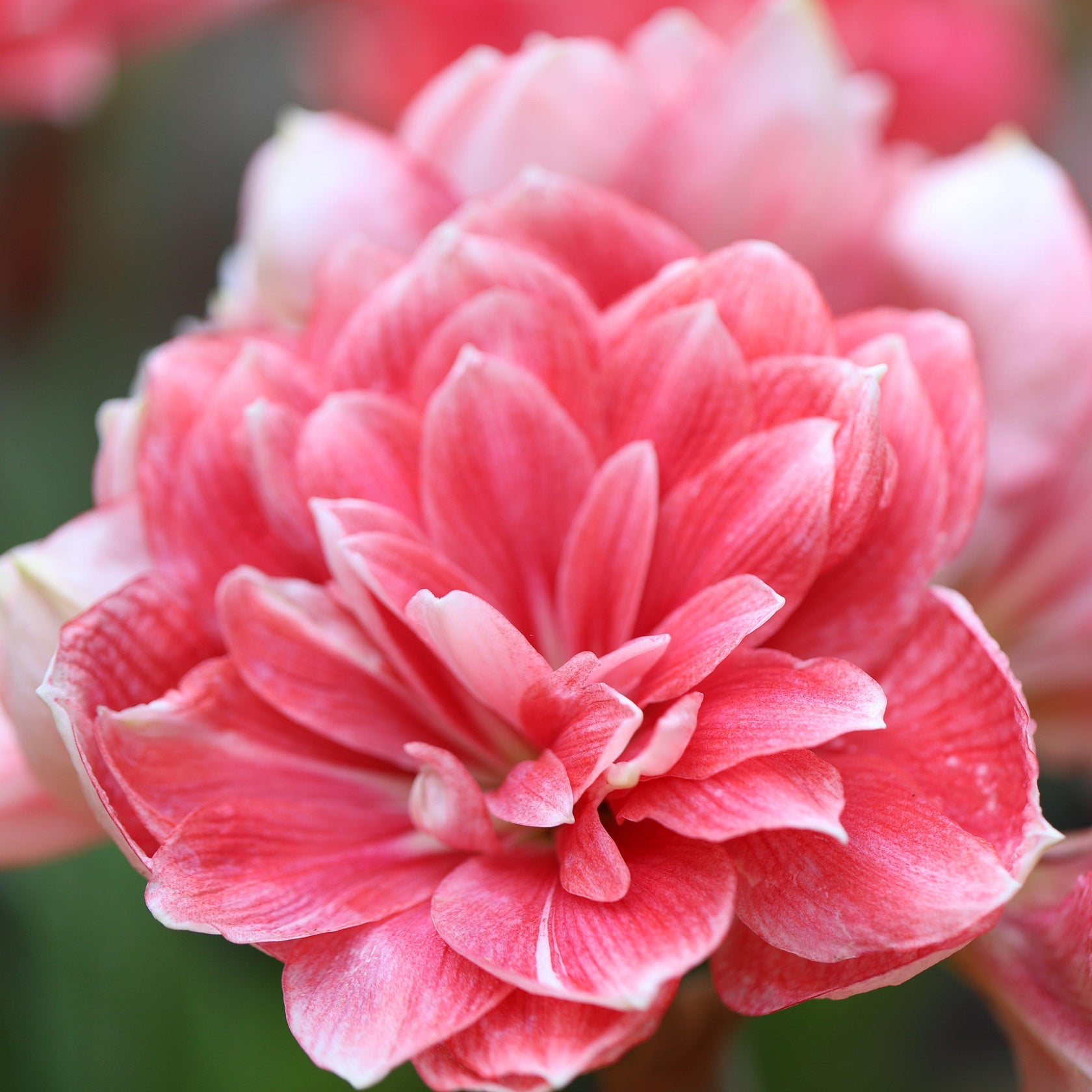 Pink Amaryllis Bulbs For Sale Online | Amaryllis Double Dream – Easy To ...