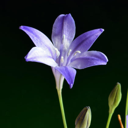 Fragrant Purple-Blue Triteleia Bulbs for Sale | Queen Fabiola – Easy To ...
