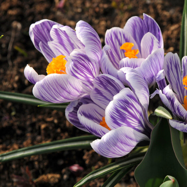 Soft Violet Crocus Vernus Bulbs For Sale | King of the Striped – Easy ...