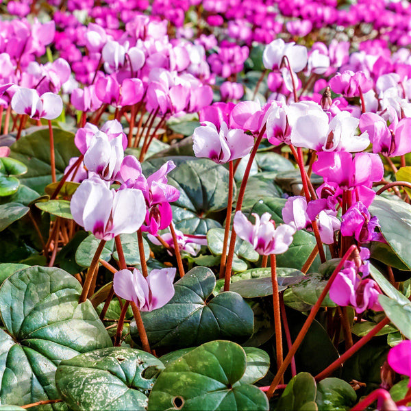 Pretty White & Pink Cyclamen Bulbs for Sale | Angel Flutter Mix – Easy ...
