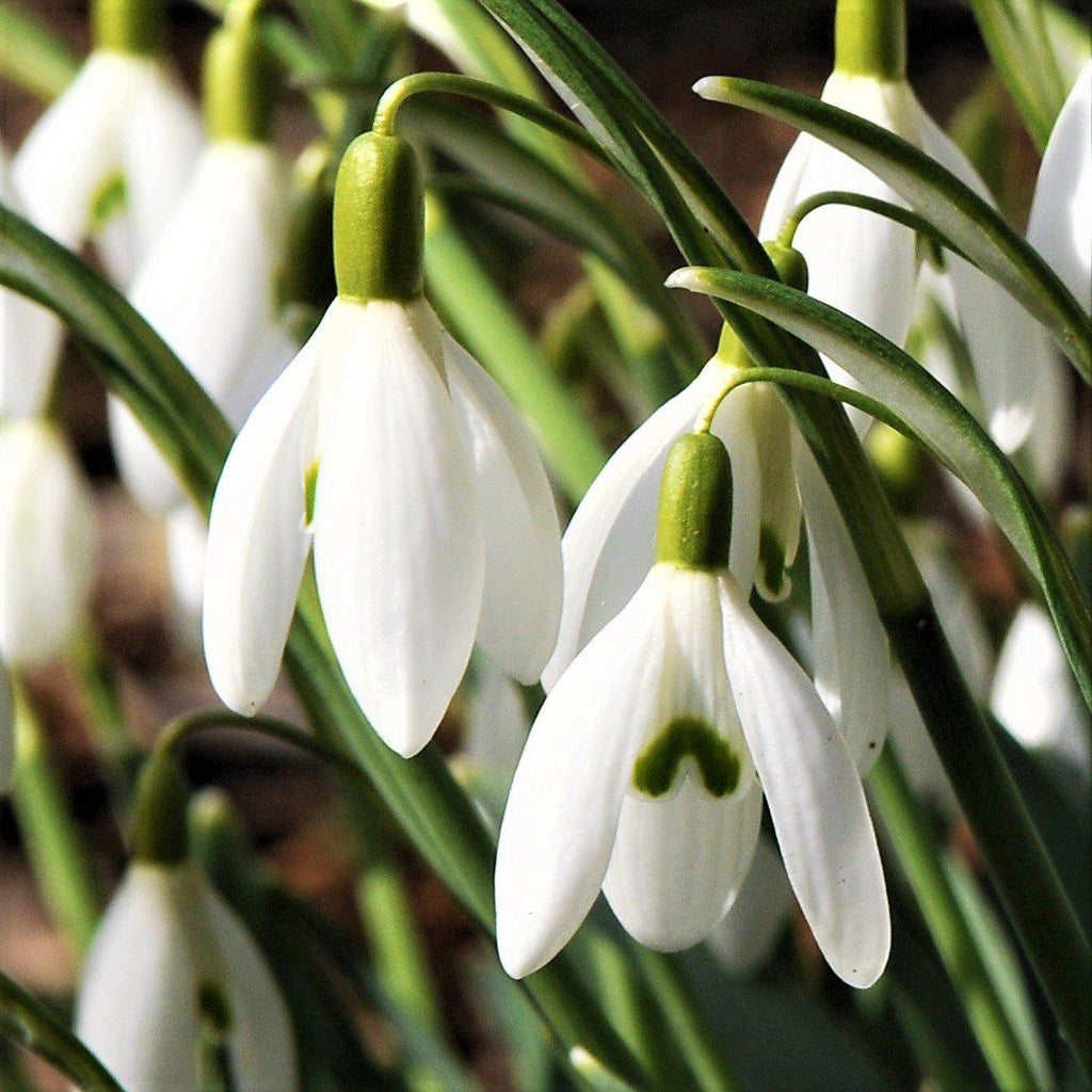 Beautiful Galanthus Bulbs for Sale | Common Snowdrop Nivalis – Easy To ...