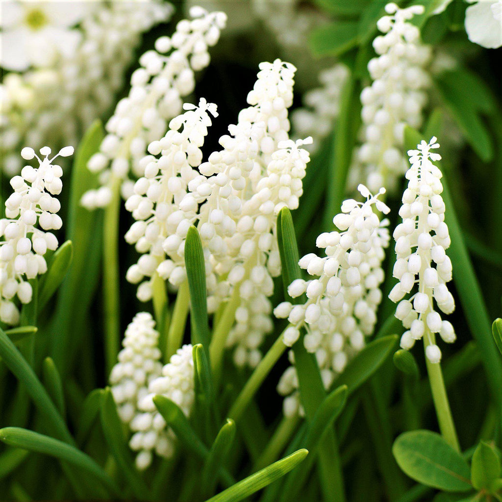 Grape Hyacinth Planting Guide – Easy To Grow Bulbs