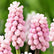 Blushing Grape Hyacinth Bulbs for Sale Online | Pink Surprise – Easy To Grow Bulbs