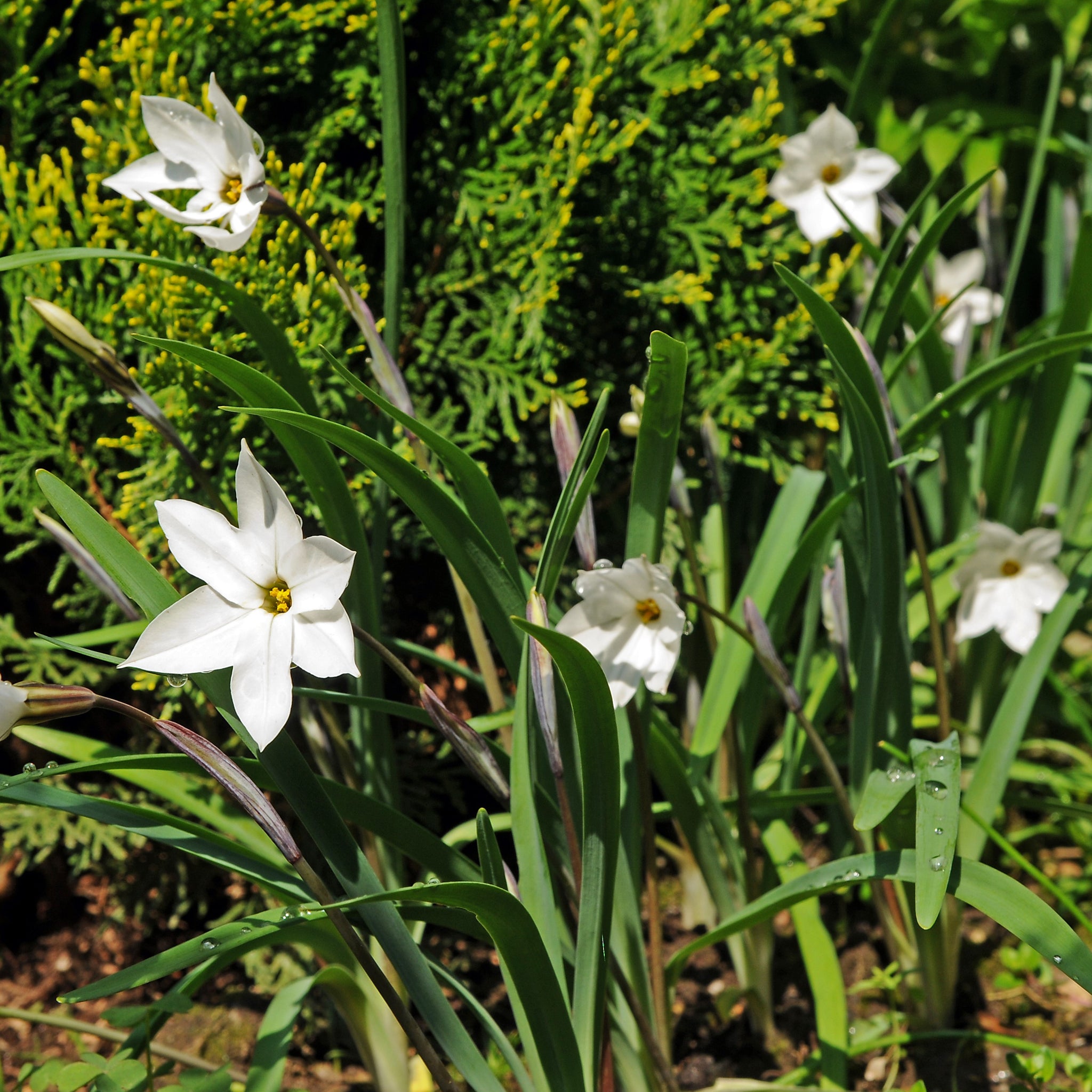 Large White Starflower Bulbs for Sale Online | Alberto Castillo – Easy ...