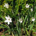 Large White Starflower Bulbs for Sale Online | Alberto Castillo – Easy ...