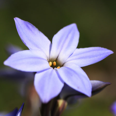 Starflowers (Ipheion) Bulbs for Sale – Easy To Grow Bulbs