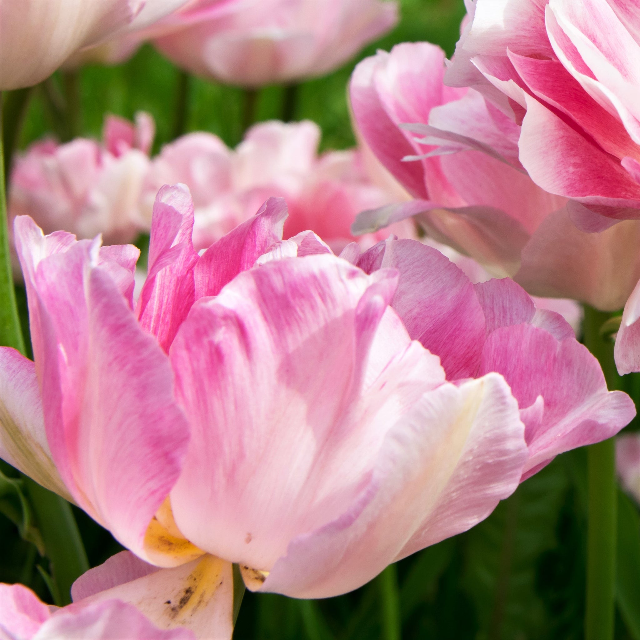 Fragrant Double Rose Tulip Bulbs for Sale Online | Angelique – Easy To ...