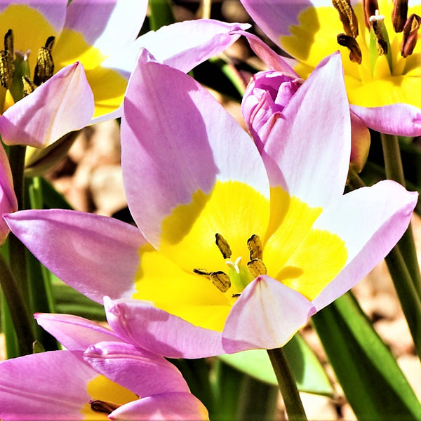 Buy Tulip Bulbs for Sale Online – Tagged "Climate Zone_Zone 10" – Easy ...