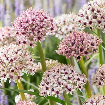Fragrant & Hardy Allium Bulbs for Sale Online | Silver Spring – Easy To ...
