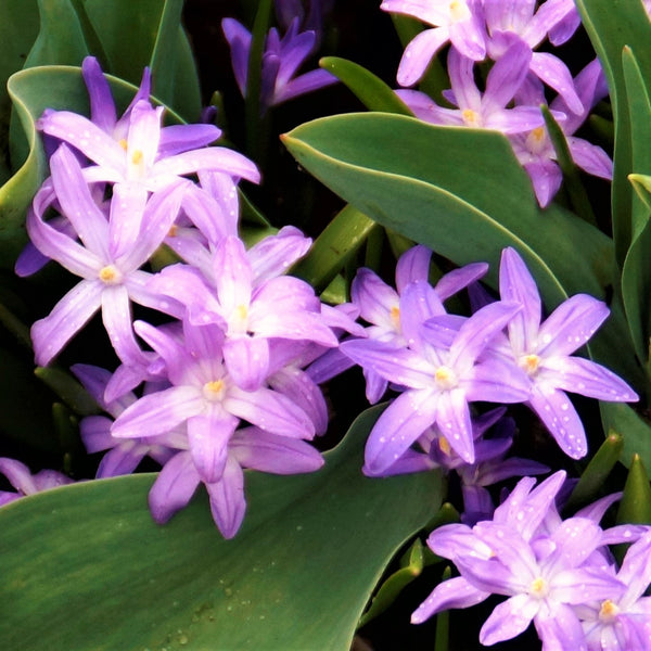 Chionodoxa Planting Guide – Easy To Grow Bulbs