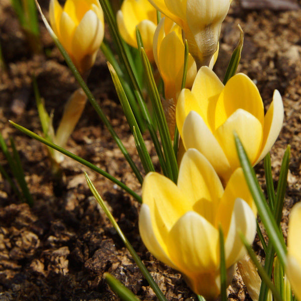 Soft Yellow Crocus Chrysanthus Bulbs For Sale | Cream Beauty – Easy To ...