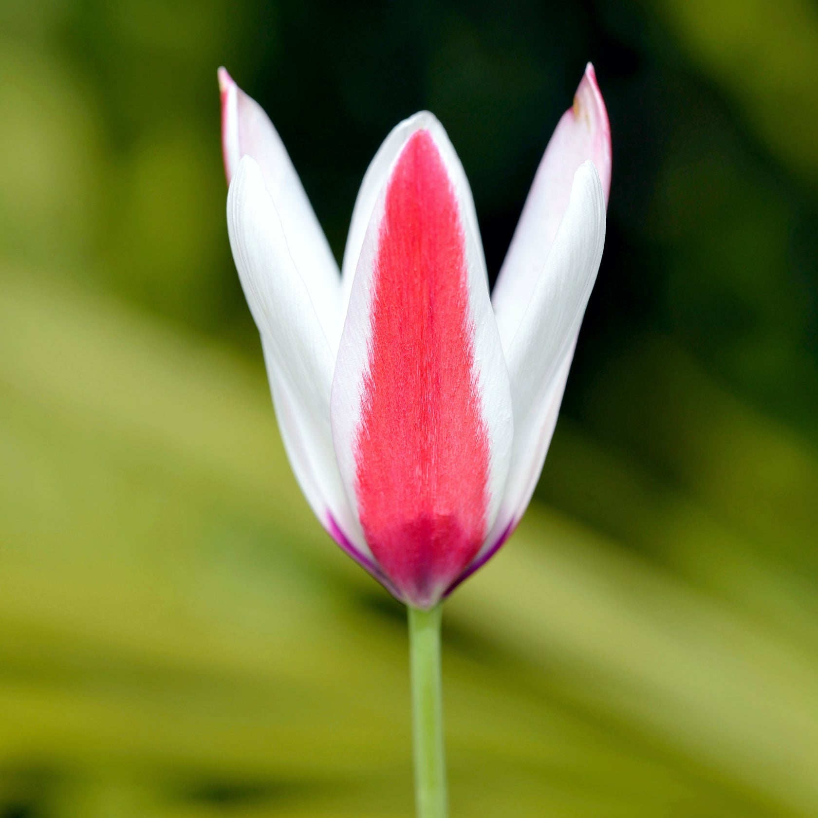 White & Red Tulip Bulbs for Sale Online | Clusiana Lady Jane – Easy To ...