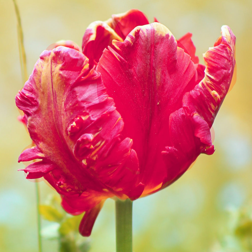 Red Ruffled Tulip