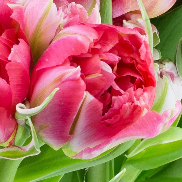 Beautiful Colorful Tulip Bulbs for Sale Online | Fantasy Parrot – Easy ...