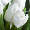 Gorgeous Pure White Tulip Bulbs for Sale Online | Maureen – Easy To ...