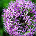 Allium & Eremurus Bulbs for Sale | Spheres & Spires Blend – Easy To ...
