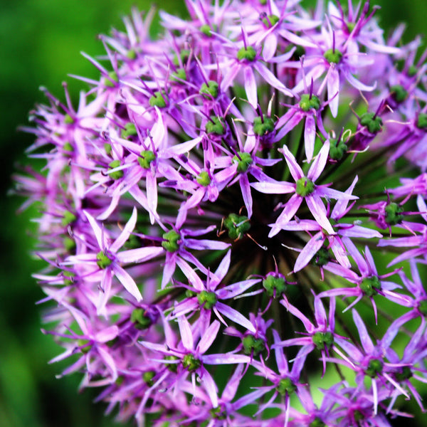 Gorgeous Allium Bulbs for Sale | Aflatunense Purple Sensation – Easy To ...